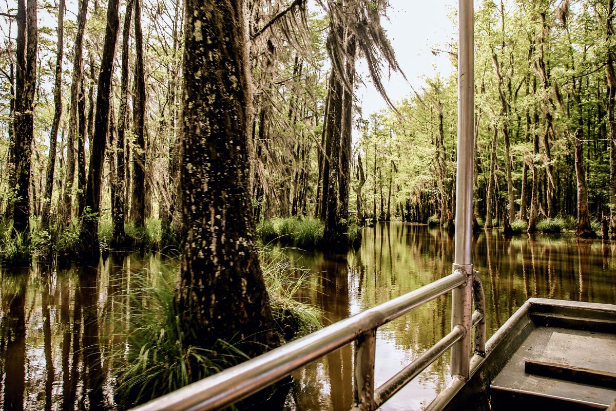 10 Best Swamp Tours in Louisiana - Nomadic News
