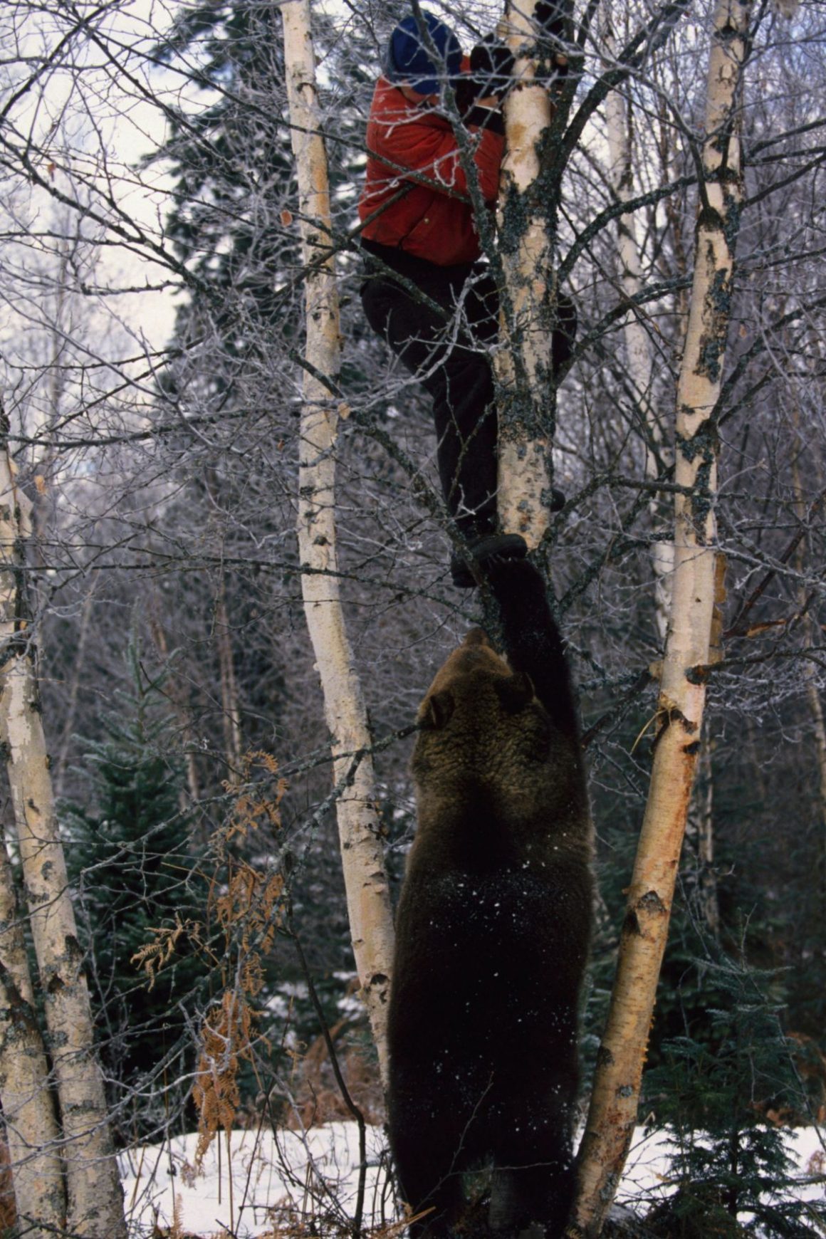 How to Survive a Bear Attack (Probably) - Nomadic News