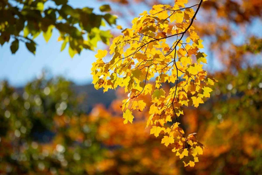 Your Guide to a Stunning Fall Foliage Road Trip — Maine 2022