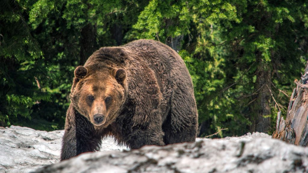 Help, There's a Bear Outside My Tent - Nomadic News