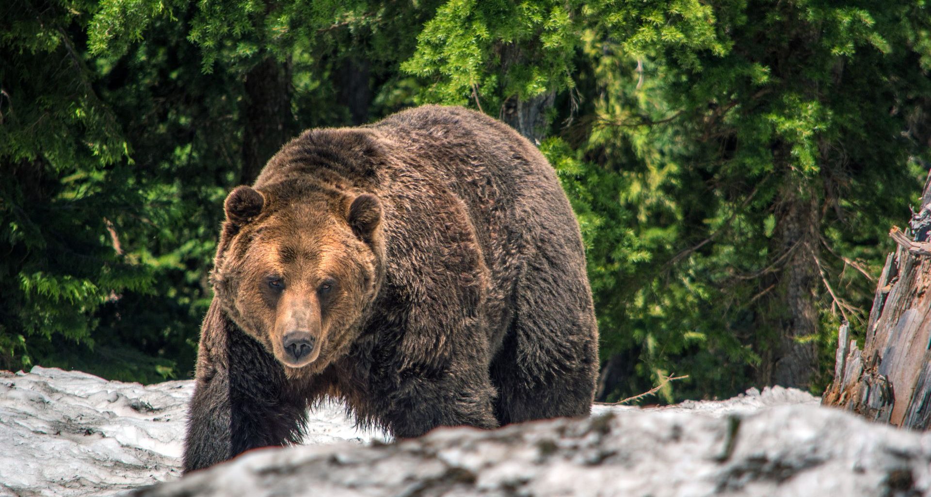 Help, There's a Bear Outside My Tent - Nomadic News