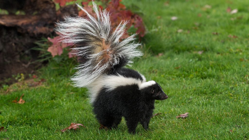 The Wrong Way to Handle a Skunk Encounter - Nomadic News