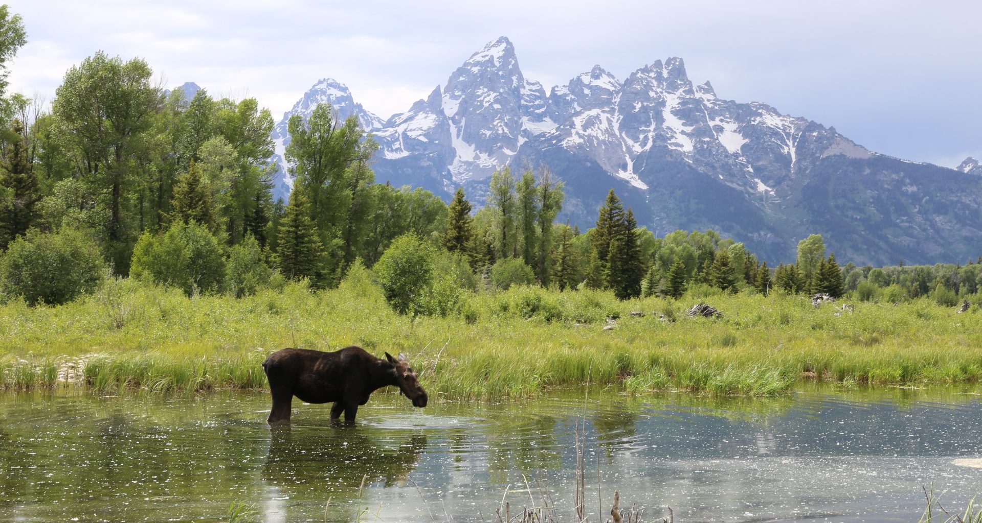 The Wrong Way to Handle a Moose Encounter - Nomadic News