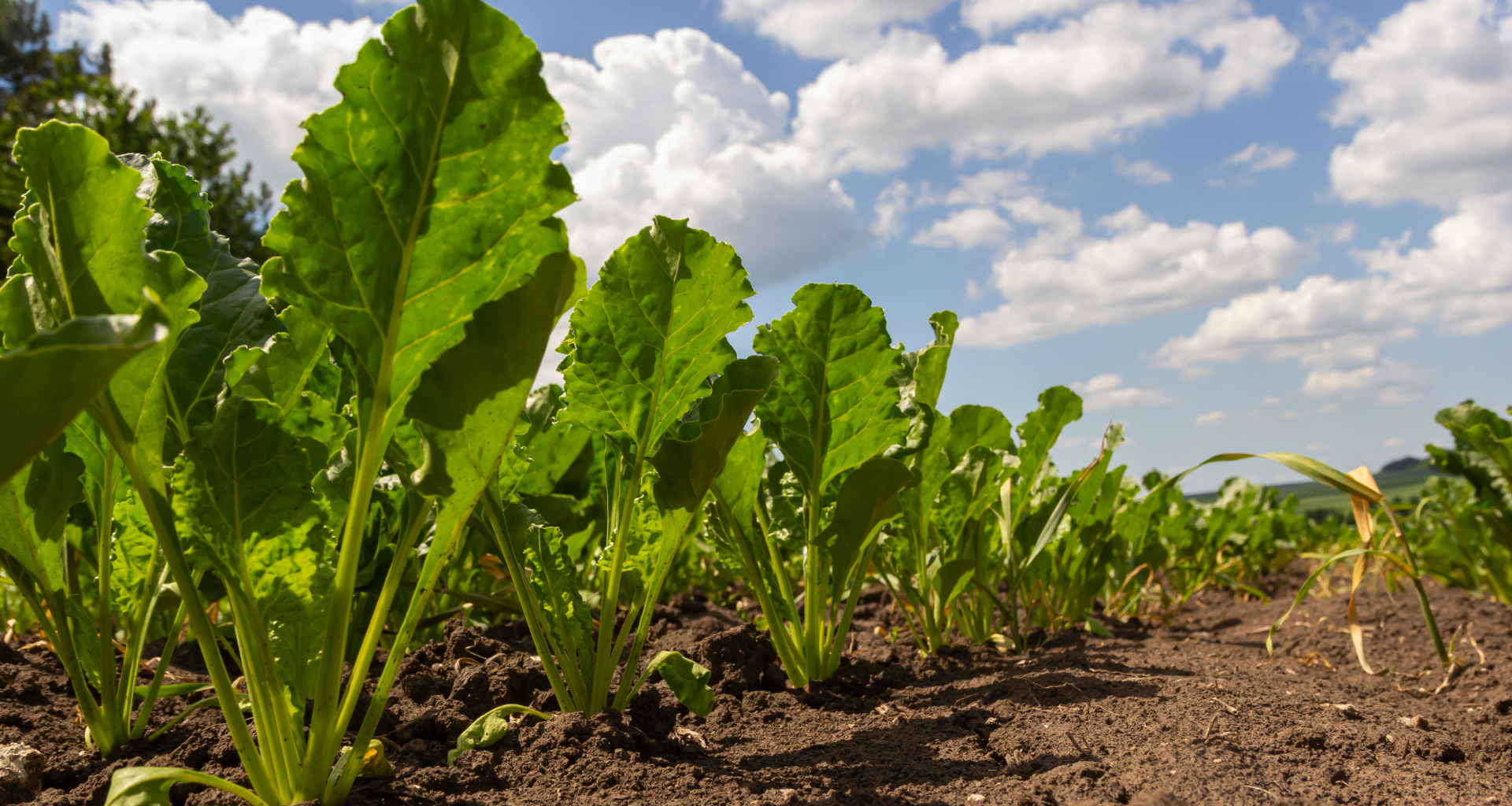 What Is It Really Like Working the Michigan Beet Harvest? - Nomadic News