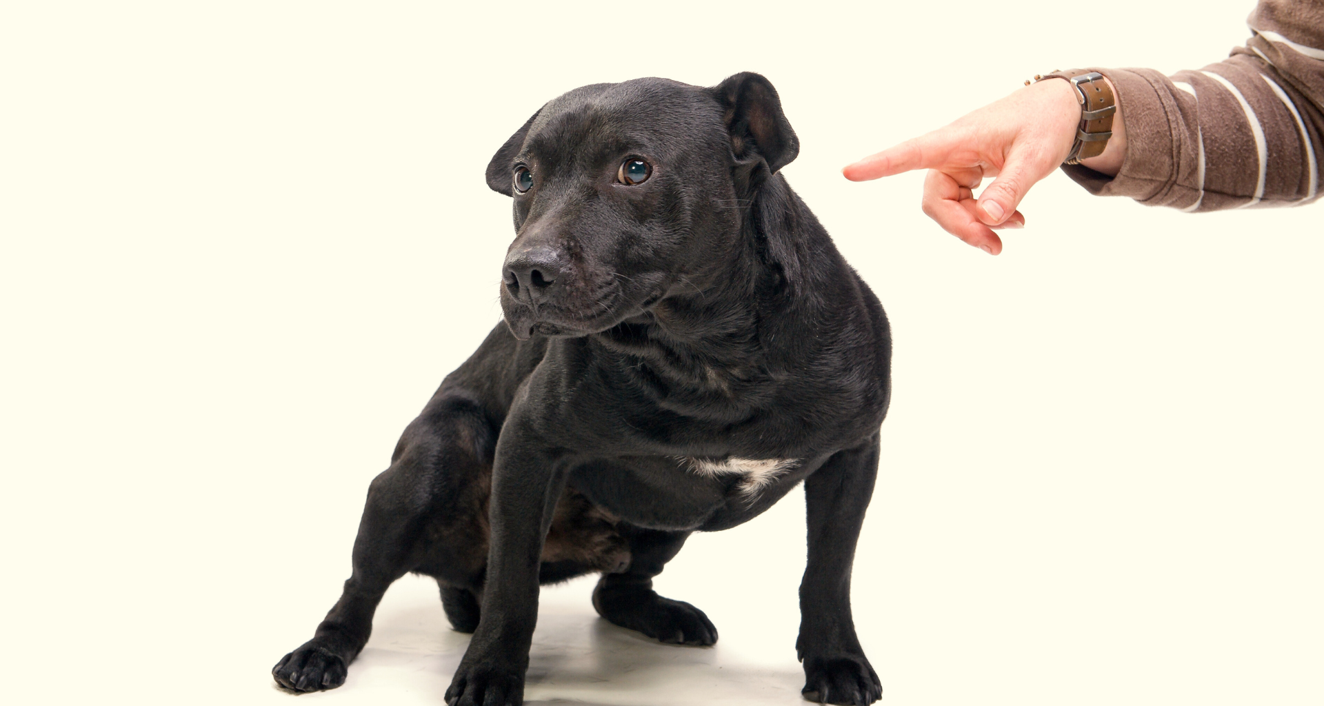 Service Animal Policy Abuse Undermines Legitimate Needs - Nomadic News