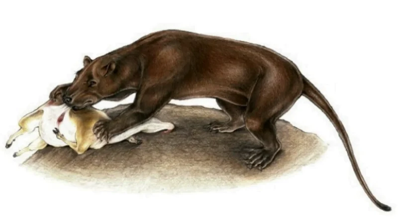 Is the Bear Dog Real? - Nomadic News